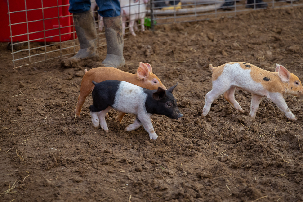 Pig Scramble – New Haven Community Youth Fair